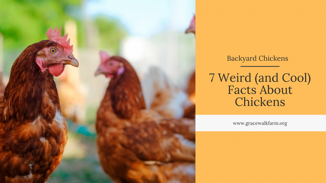 7 Weird and Cool Facts About Chickens – Grace Walk Farm